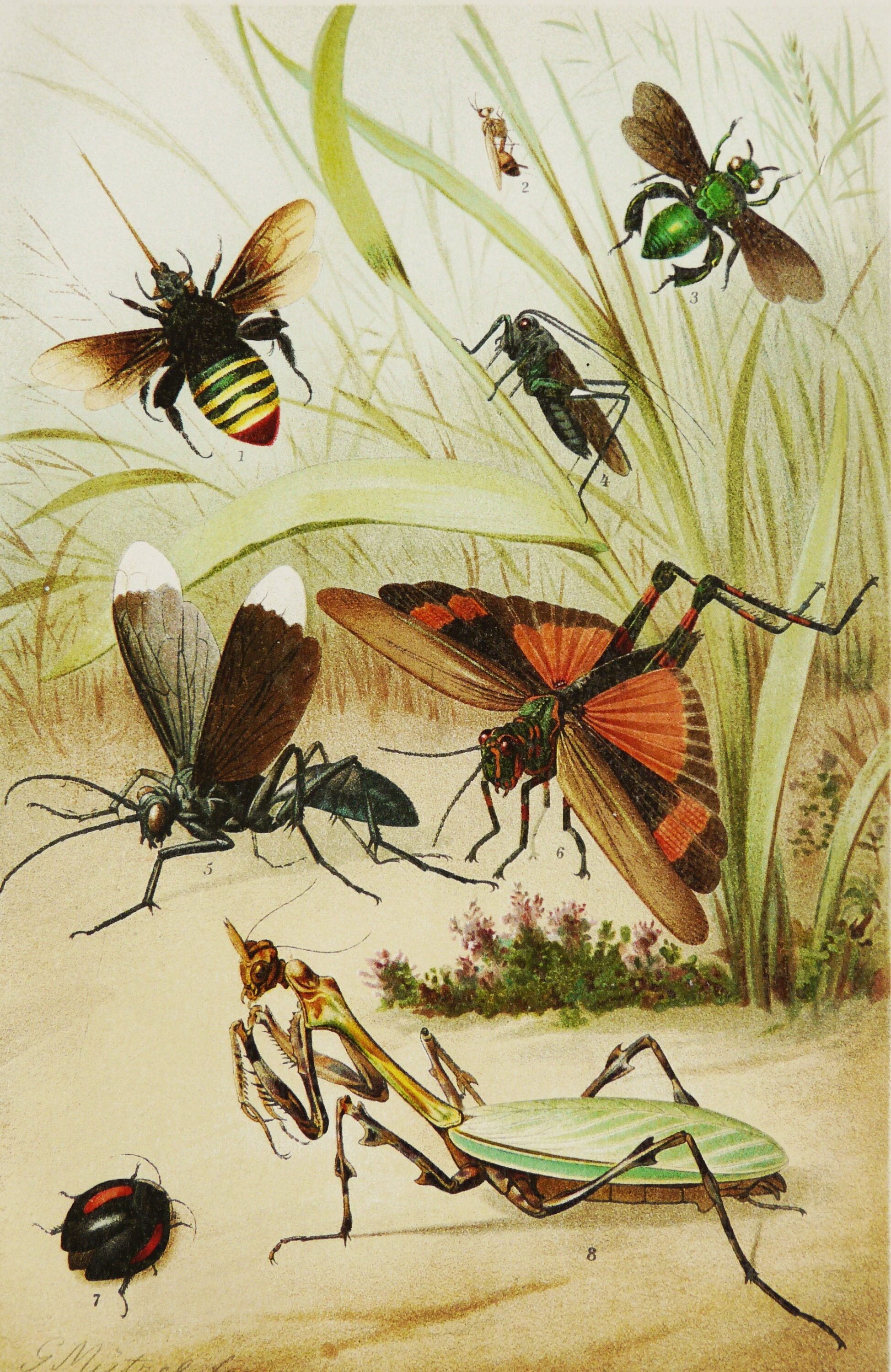1895 Antique Lithograph of INSECTS, Different Species. Grasshopper ...