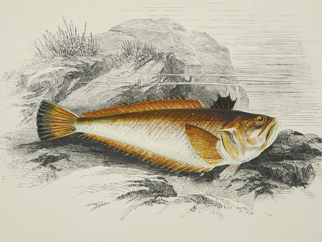 1870 Antique Engraving of a FISH. SEA LIFE. Viper Weever Fish. Venomous ...