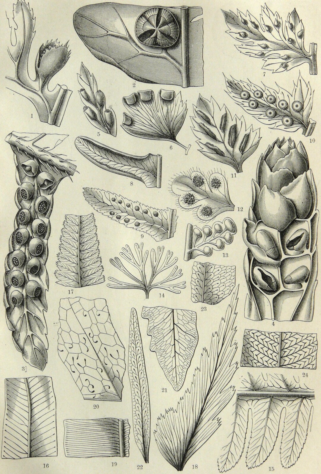 1897 Antique Botanical Print of FERNS. Vascular Plants. Gardening ...