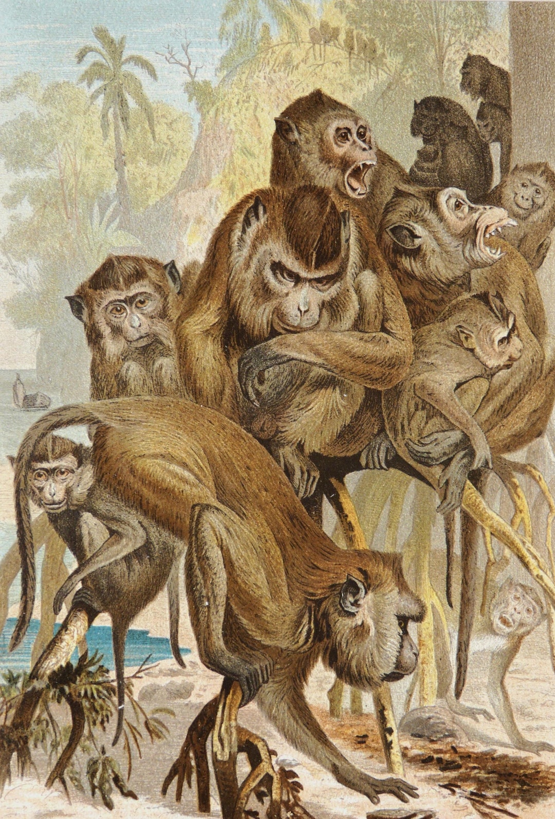 1890 Antique Lithograph of MONKEYS, MACAQUES, Different Species ...