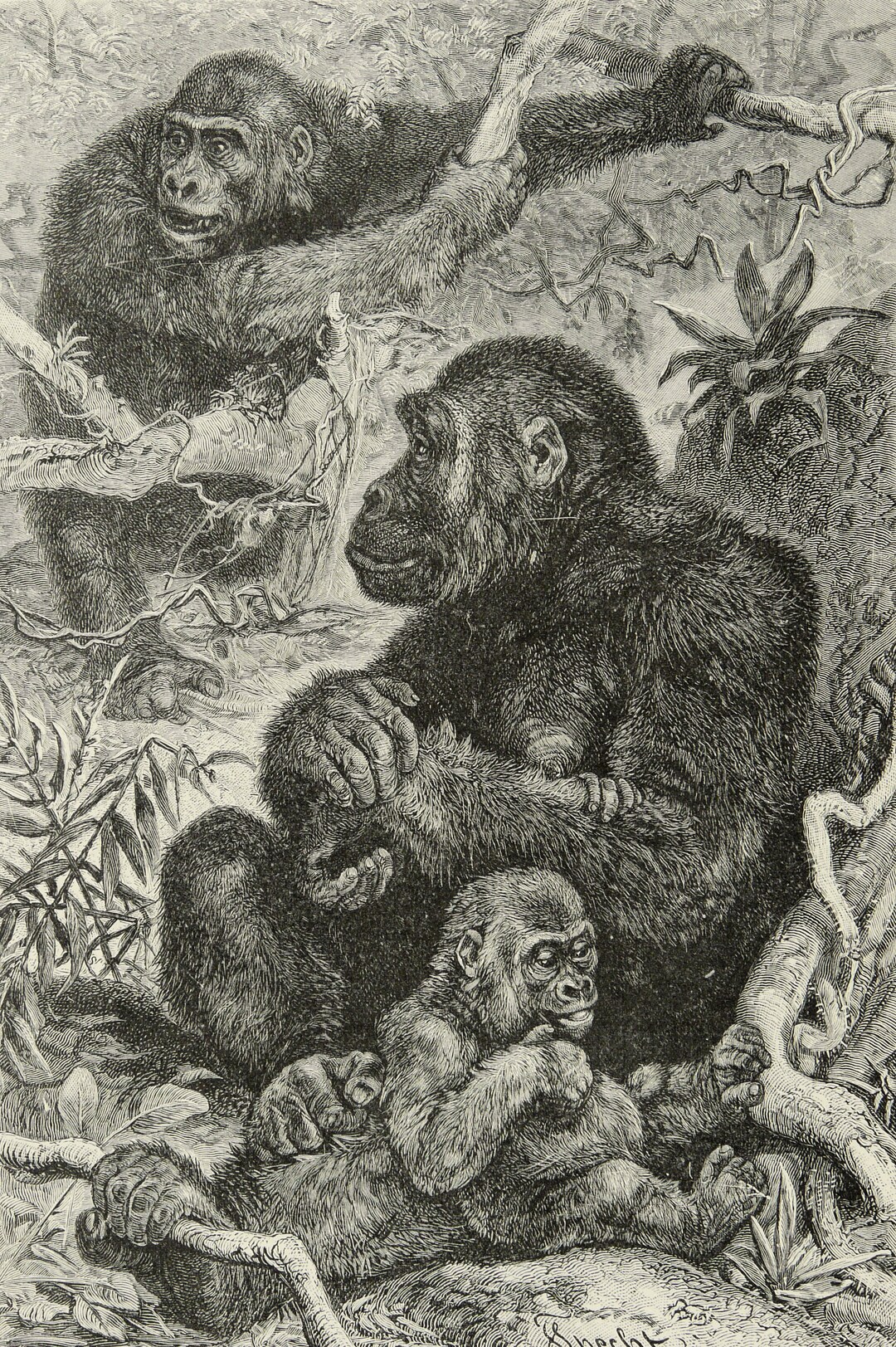 1890 Antique Engraving of GORILLAS. Monkeys. Apes. Primates. Gorilla ...