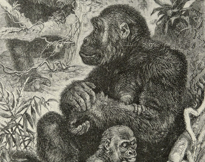 1890 Antique Engraving of GORILLAS. Monkeys. Apes. Primates. Gorilla ...