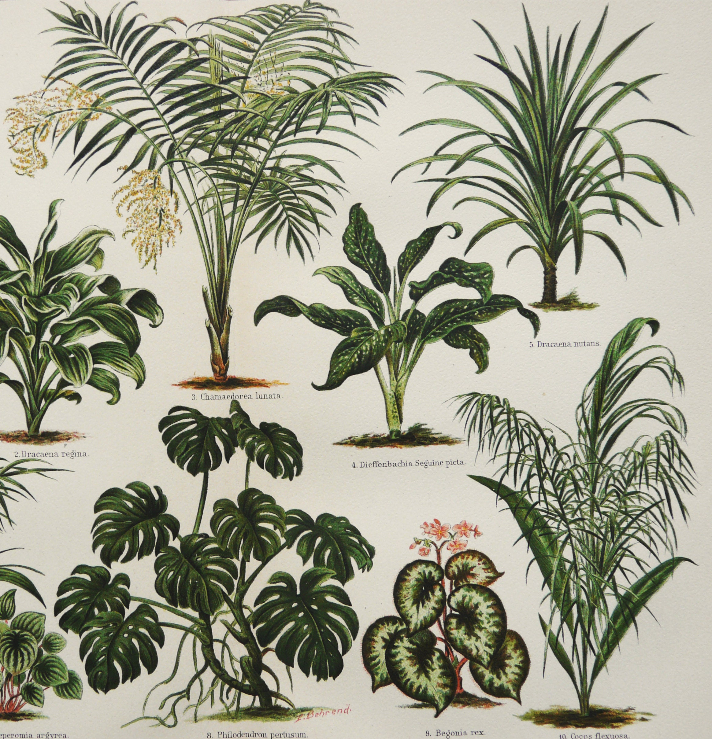 1897 Antique Lithograph of HOUSEPLANTS. Garden Plants. Ornamental ...