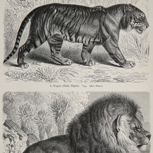1897 Antique Print of BIG CATS. Lion. Tiger. 127 Years Old Engraving ...