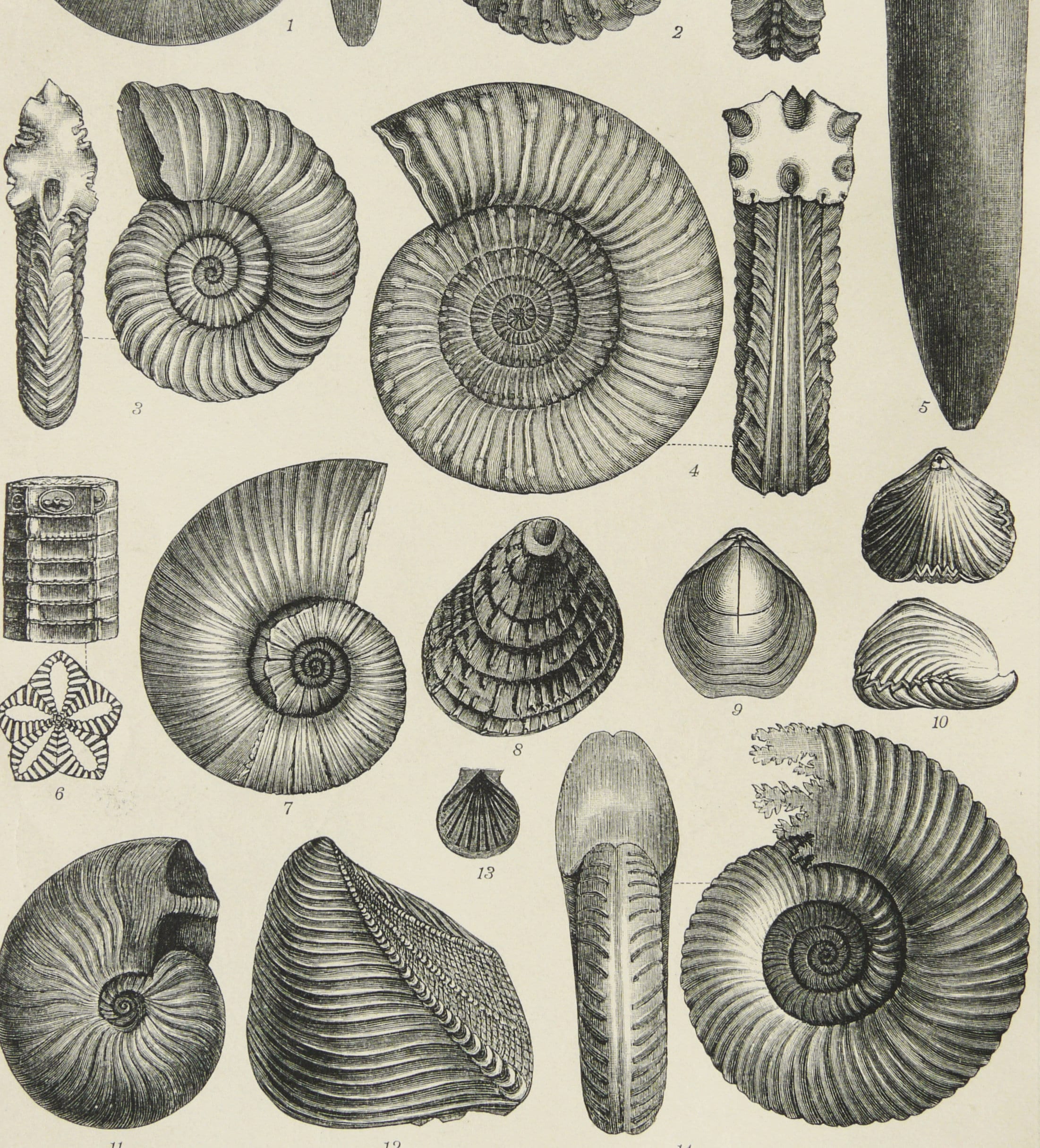 1895 Antique Print of FOSSILS, Different Types. Jurassic Era ...