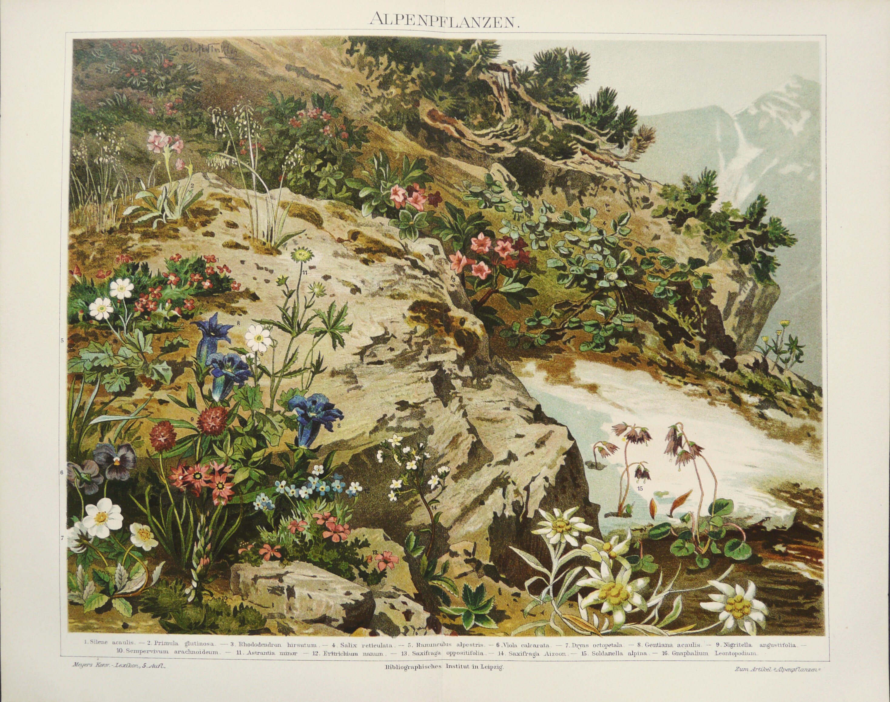 1897 Antique Lithograph ALPINE PLANTS and FLOWERS. Mountain Plants ...