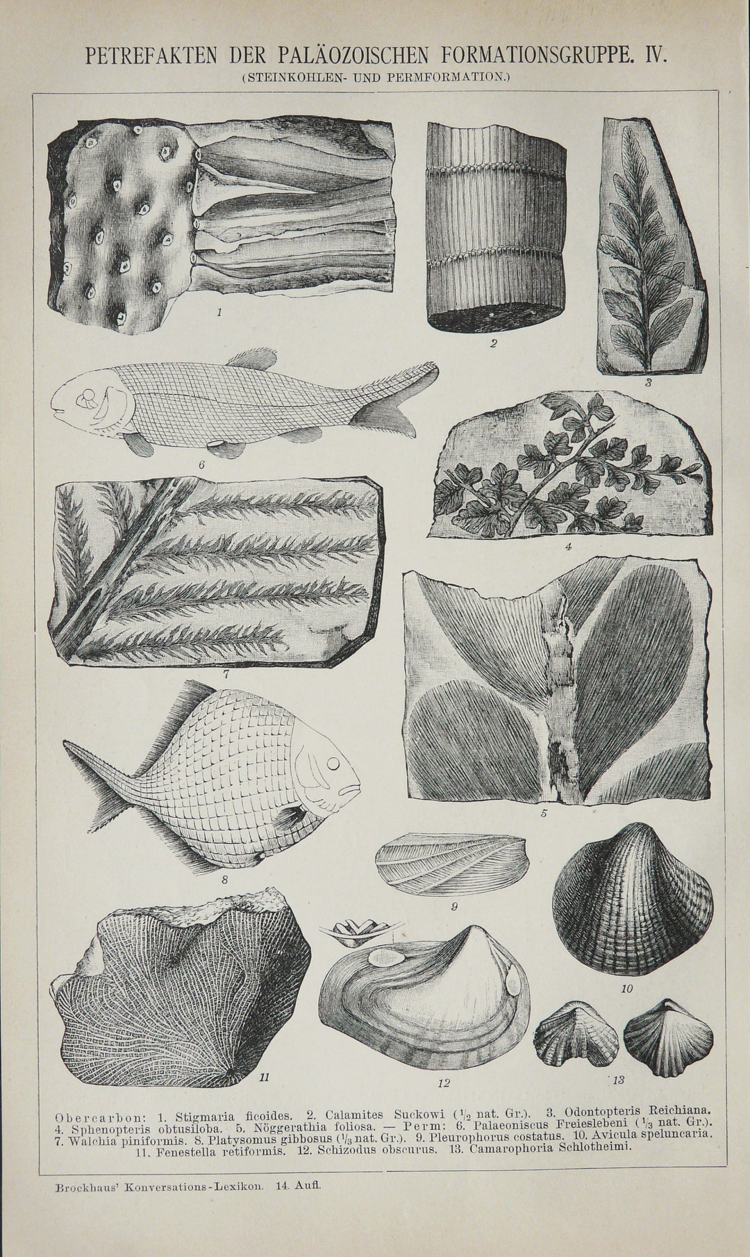 1895 Antique Print of PALEOBOTANY. PLANT FOSSILS. Jurassic Era Plants ...