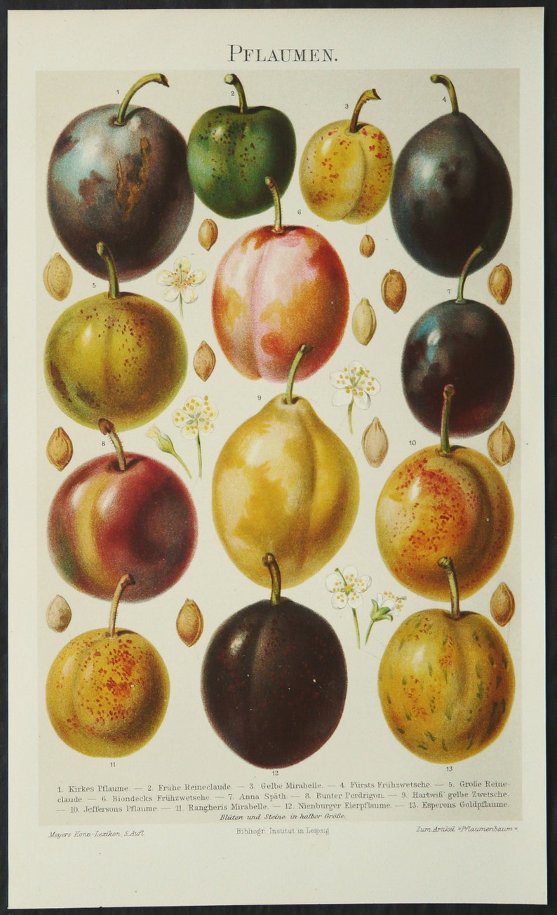 1897 Antique Lithograph of PLUMS, PRUNES, FRUITS. Kitchen Decor. Botany ...