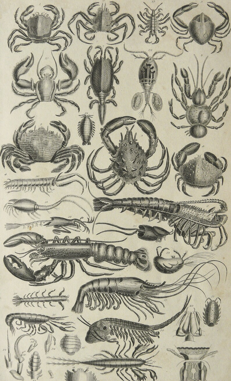 1840 Antique Engraving of CRUSTACEANS, Different Species. Lobsters ...