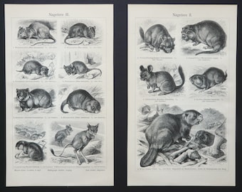 1897 Set of 2 Antique Prints of RODENTS: Mice, Squirrel, Porcupine ...
