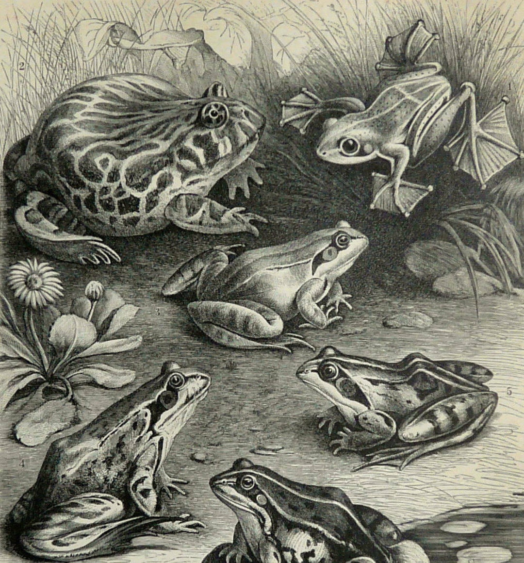 1897 Antique Print of FROGS, Different Species. Frog. Amphibian. Toads ...