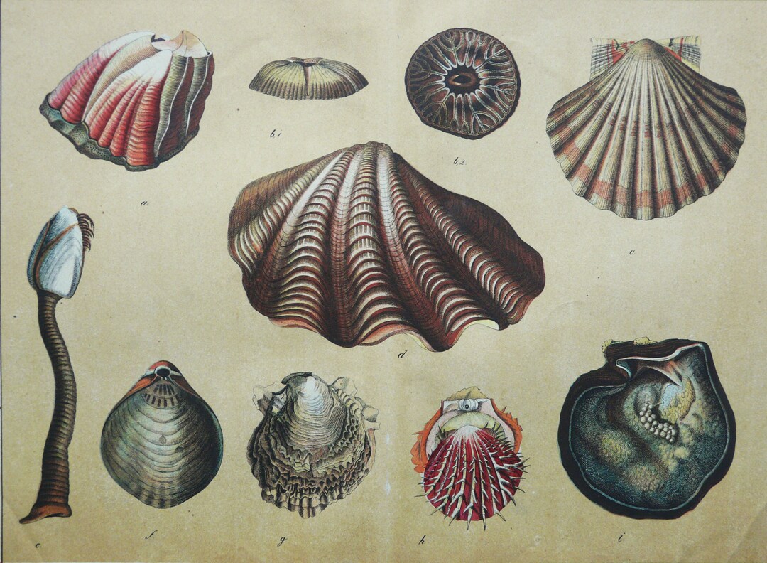 1880 Antique Lithograph of SEASHELLS, BIVALVES, MOLLUSCSS. Sea Life ...