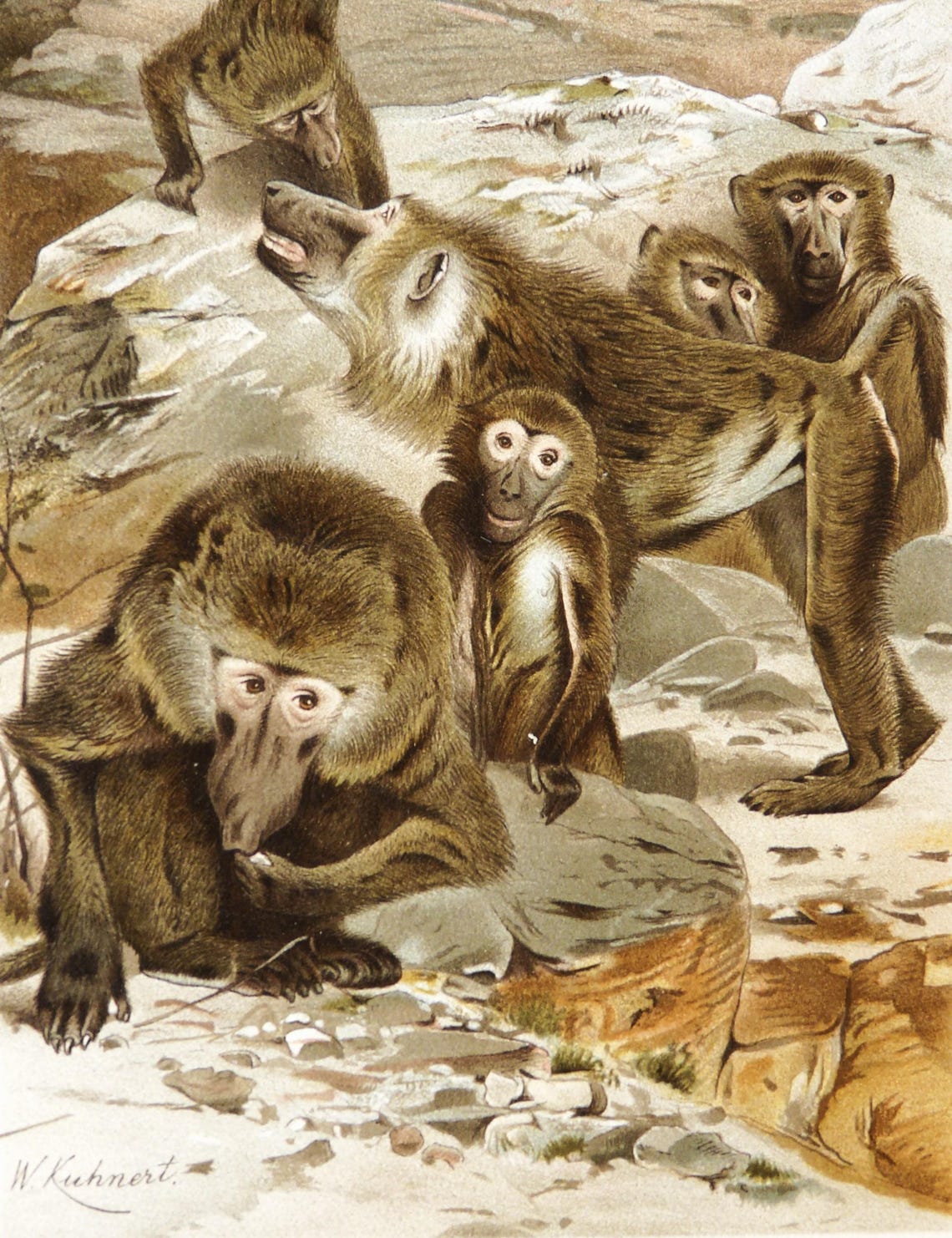 1890 Antique Lithograph of MONKEYS, BABOONS, Different Species ...