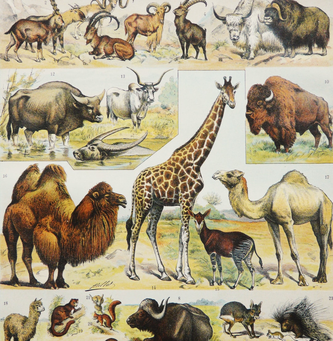 1900 Antique Lithograph of WILD ANIMALS, Different Species. Giraffe ...