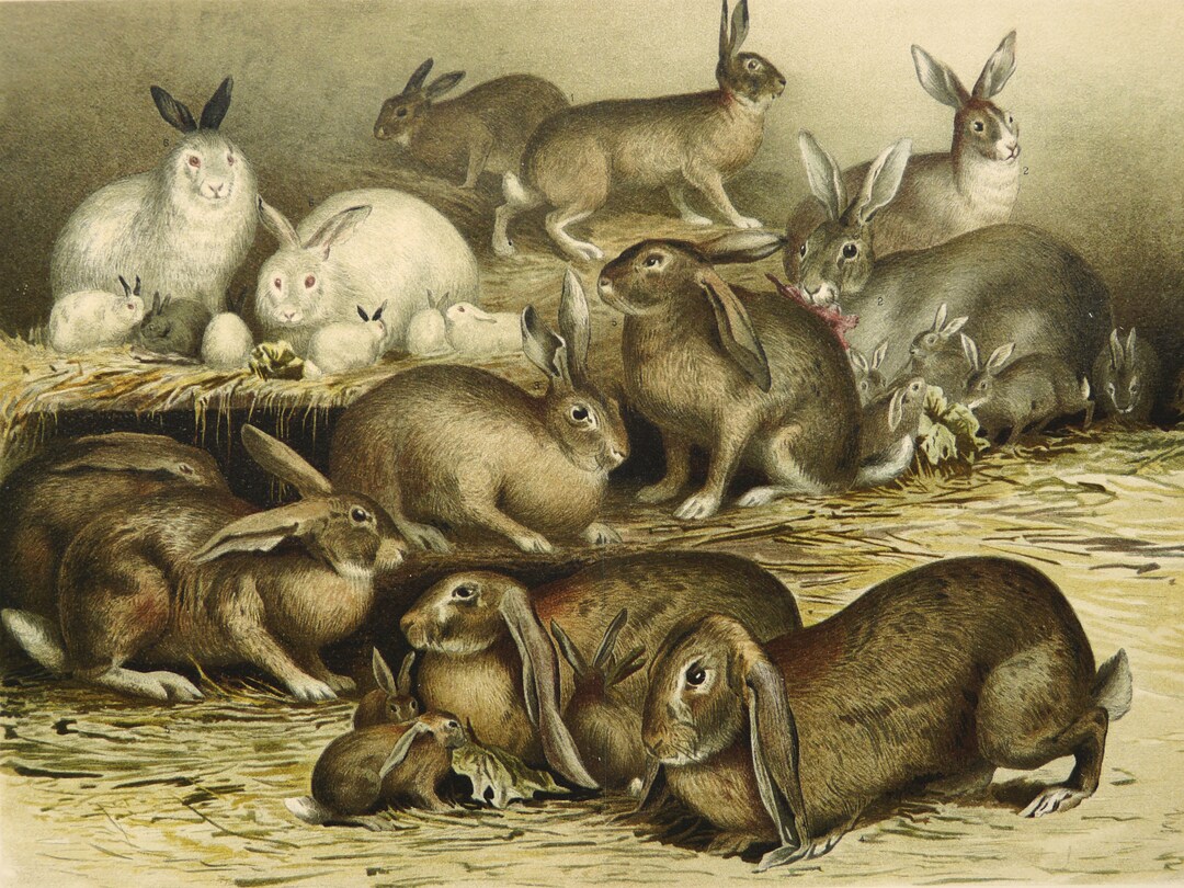 1897 Antique Lithograph of RABBITS, Different Species. BUNNY RABBITS ...