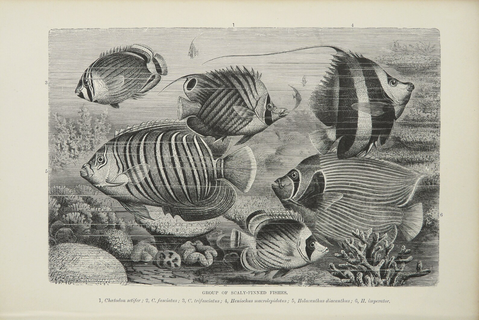 1890 Antique Engraving of FISHES. SEA LIFE. Aquarium Fishes. | Etsy