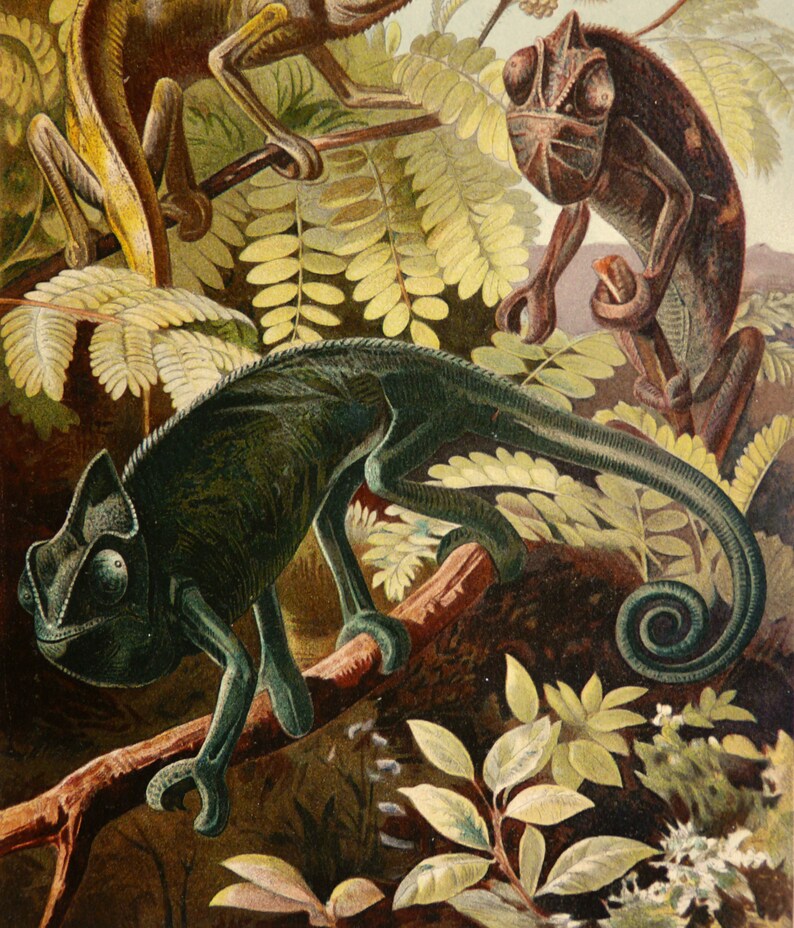 1897 Antique Lithograph of CHAMELEONS, Different Species. Chameleon ...