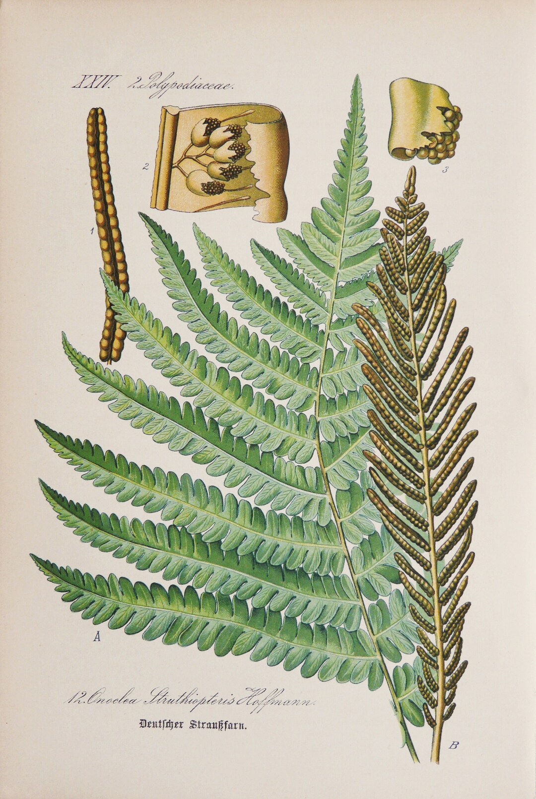 1880 Antique Botanical Print of FERNS. BOTANY. Vacular Plants ...