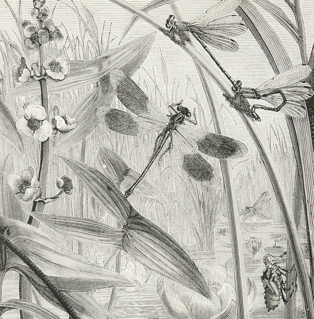 1897 Antique Print of DRAGONFLIES, INSECTS, ENTOMOLOGY. 128 Years Old ...