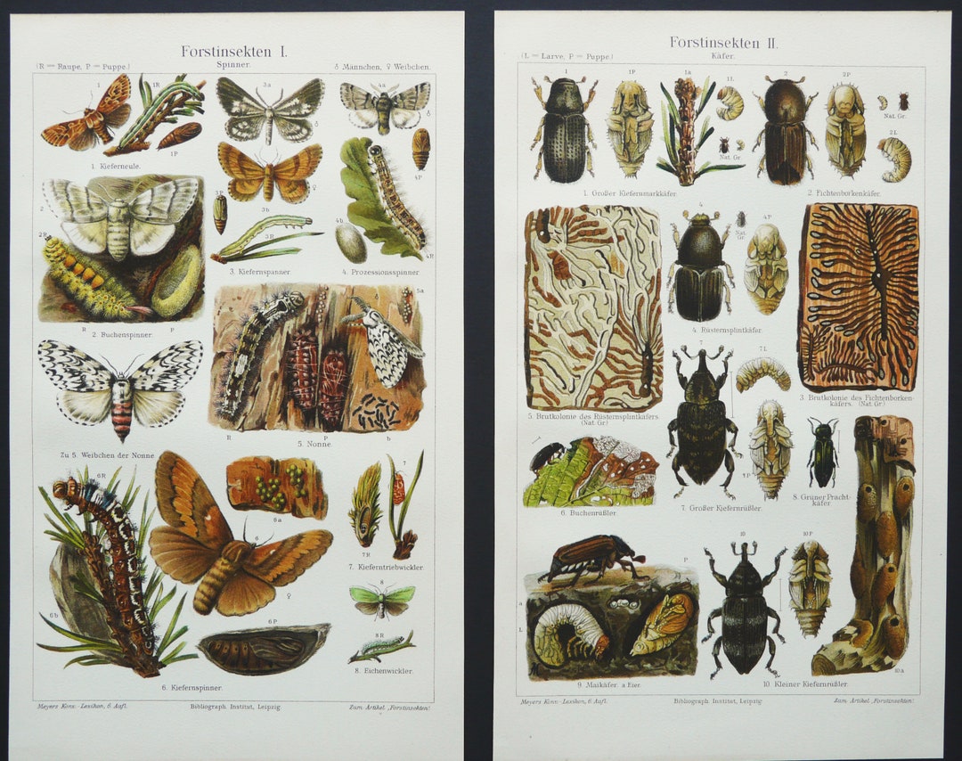 1897 Set of 2 Antique Lithographs of FOREST INSECTS. Wood Insects ...