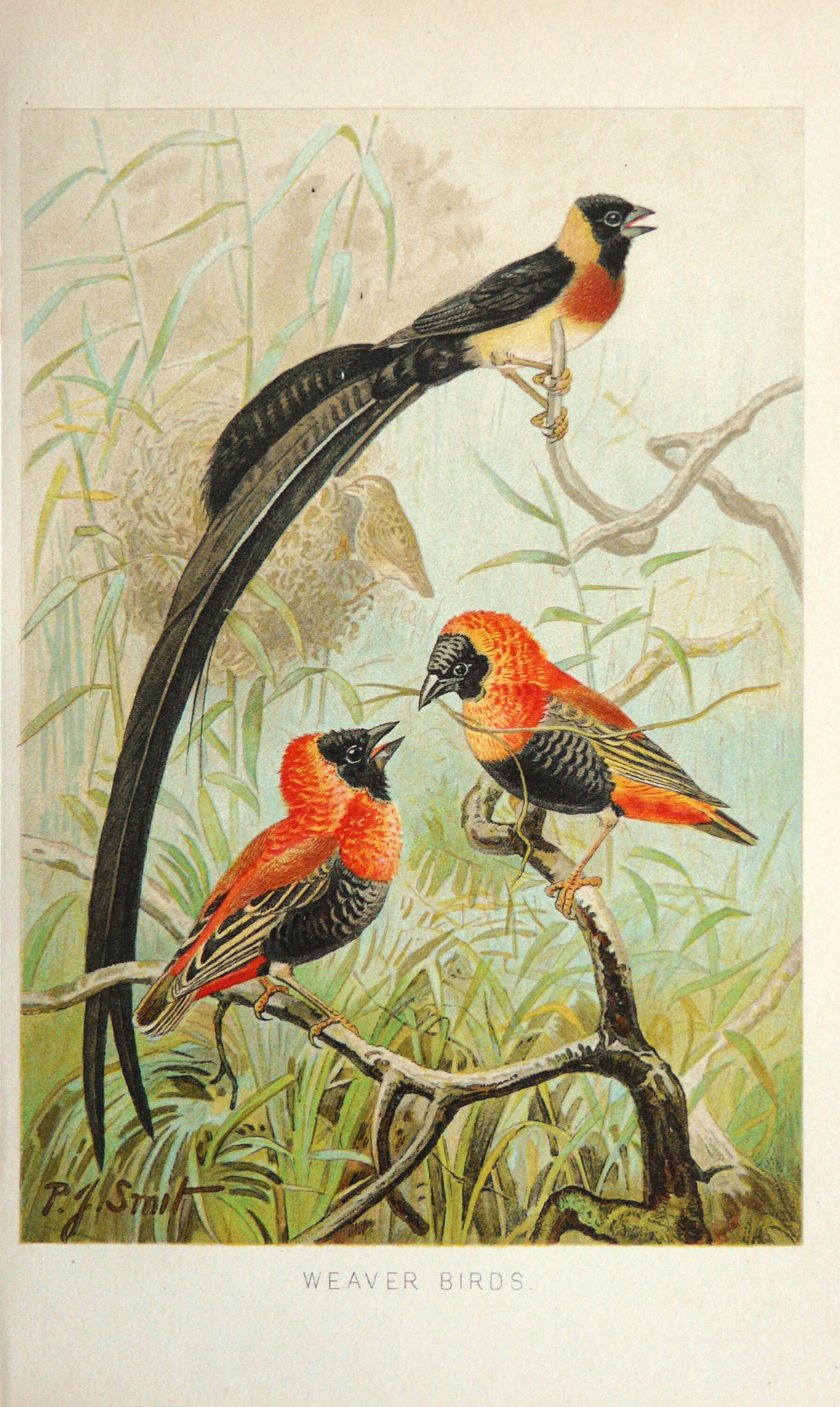 1890 Antique Lithograph of WEAVER BIRDS. Weavers, Weaverbirds, Weaver ...