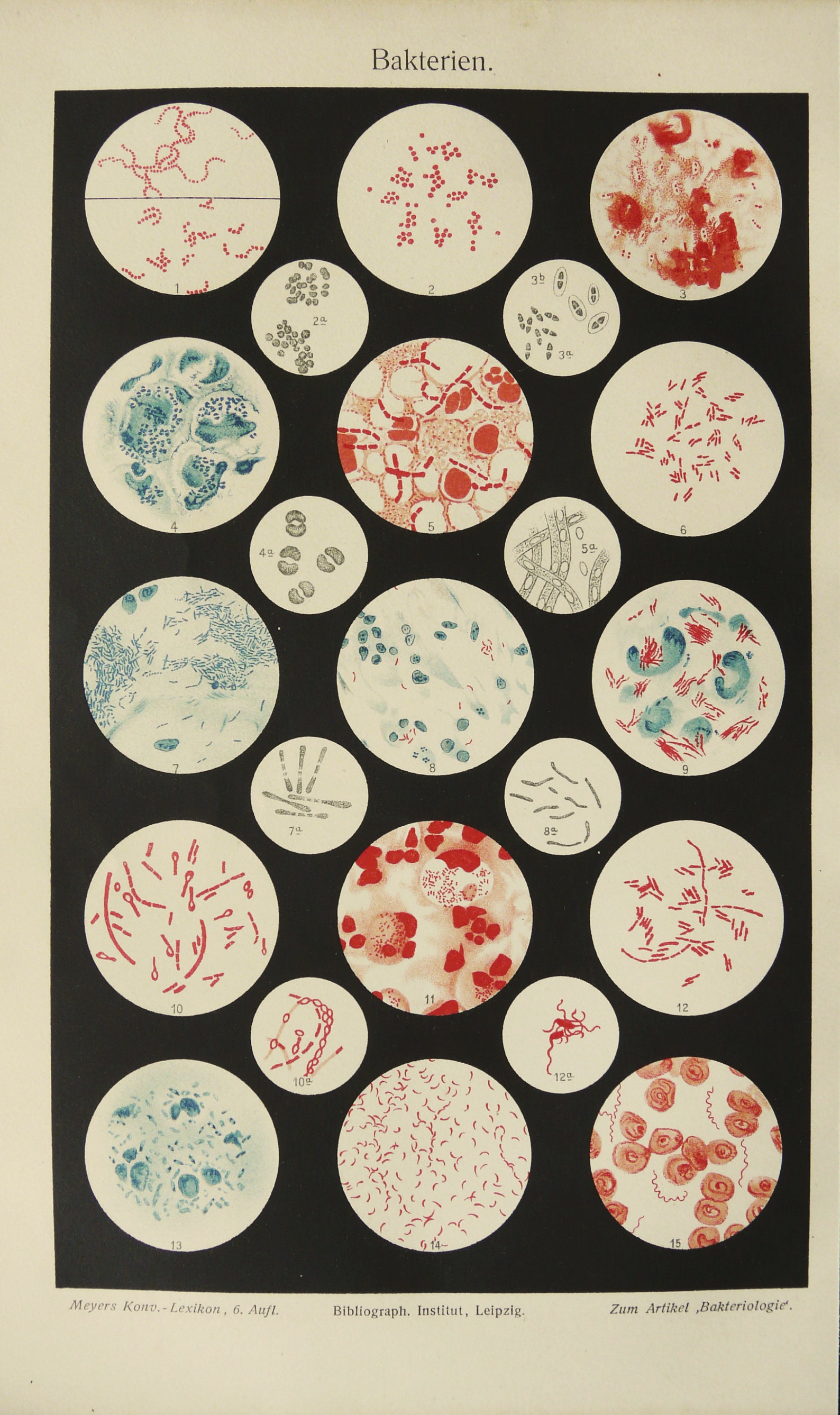1897 Antique Lithograph of BACTERIA Different Types. - Etsy