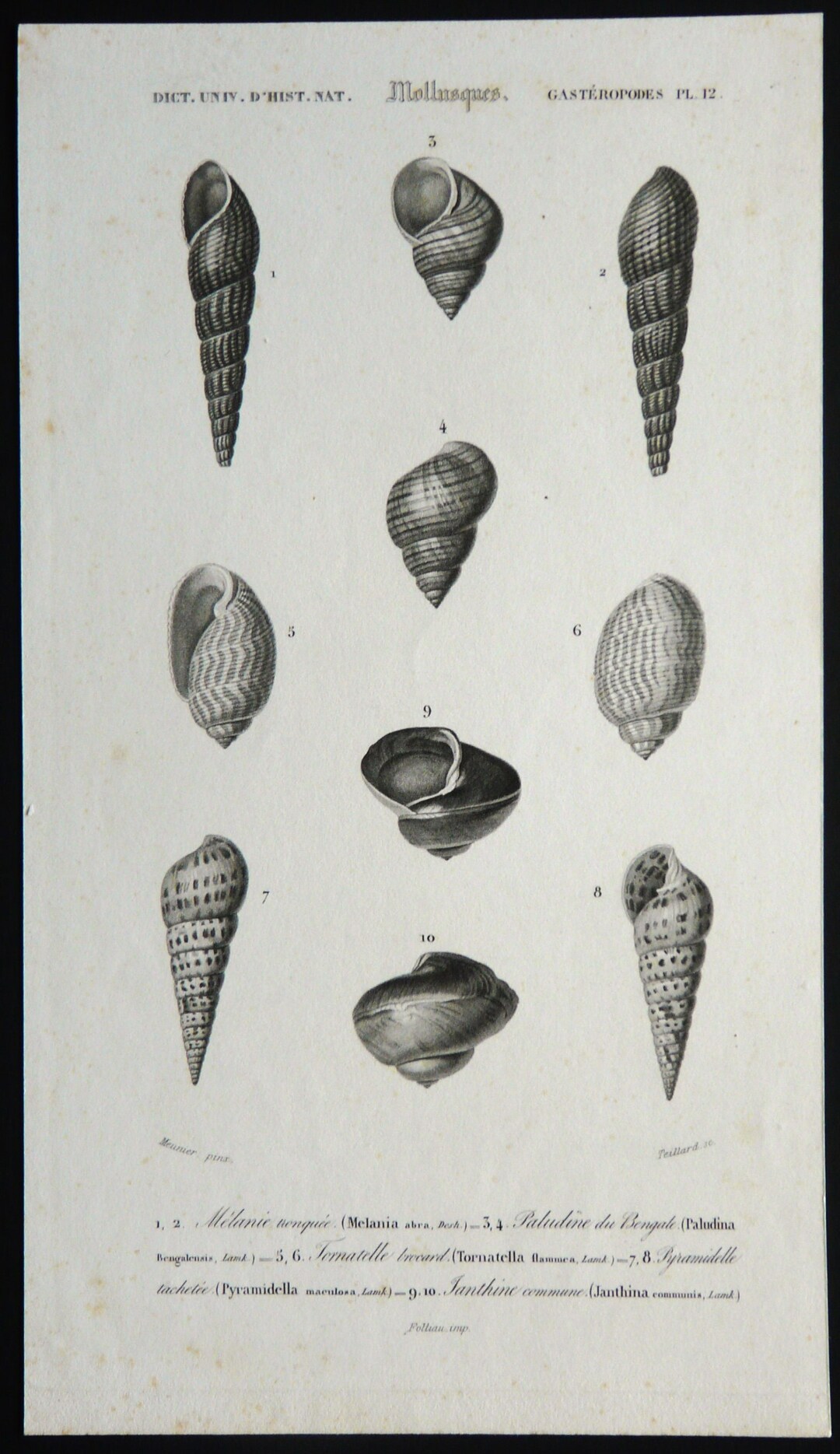 1849 Antique Lithograph of SEASHELLS, MOLLUSCS, CONCHS. Sea Life ...