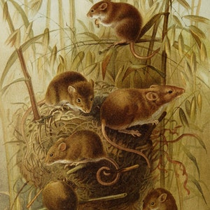 1890 Antique Lithograph of HARVEST MICE. Mini Mouse. 136 Years Old ...