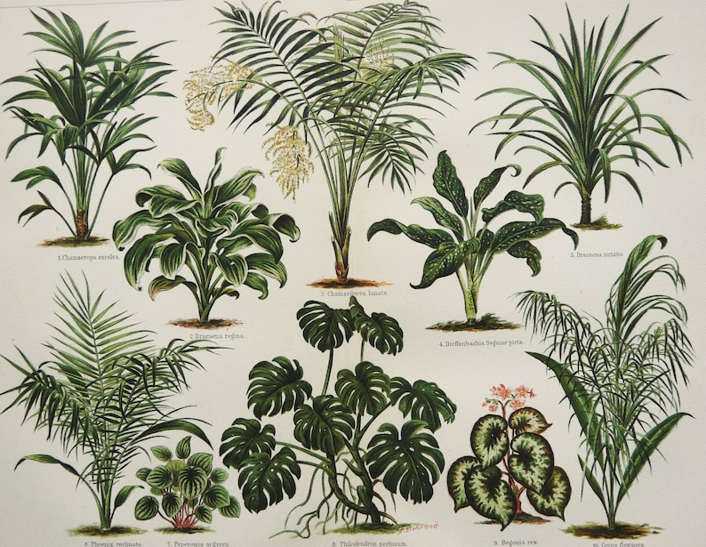 1897 Antique Lithograph of HOUSEPLANTS. Garden Plants. - Etsy