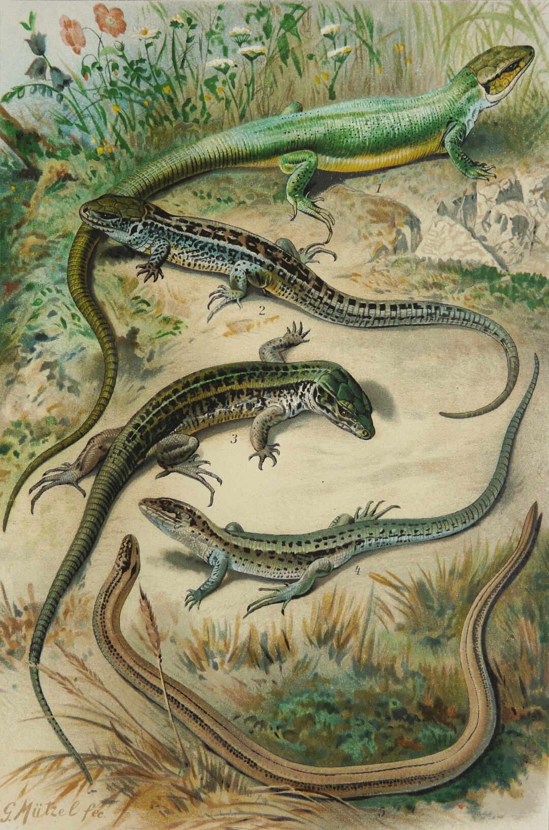 1895 Antique Lithograph of LIZARDS, Different Species. Lizard. Reptiles ...