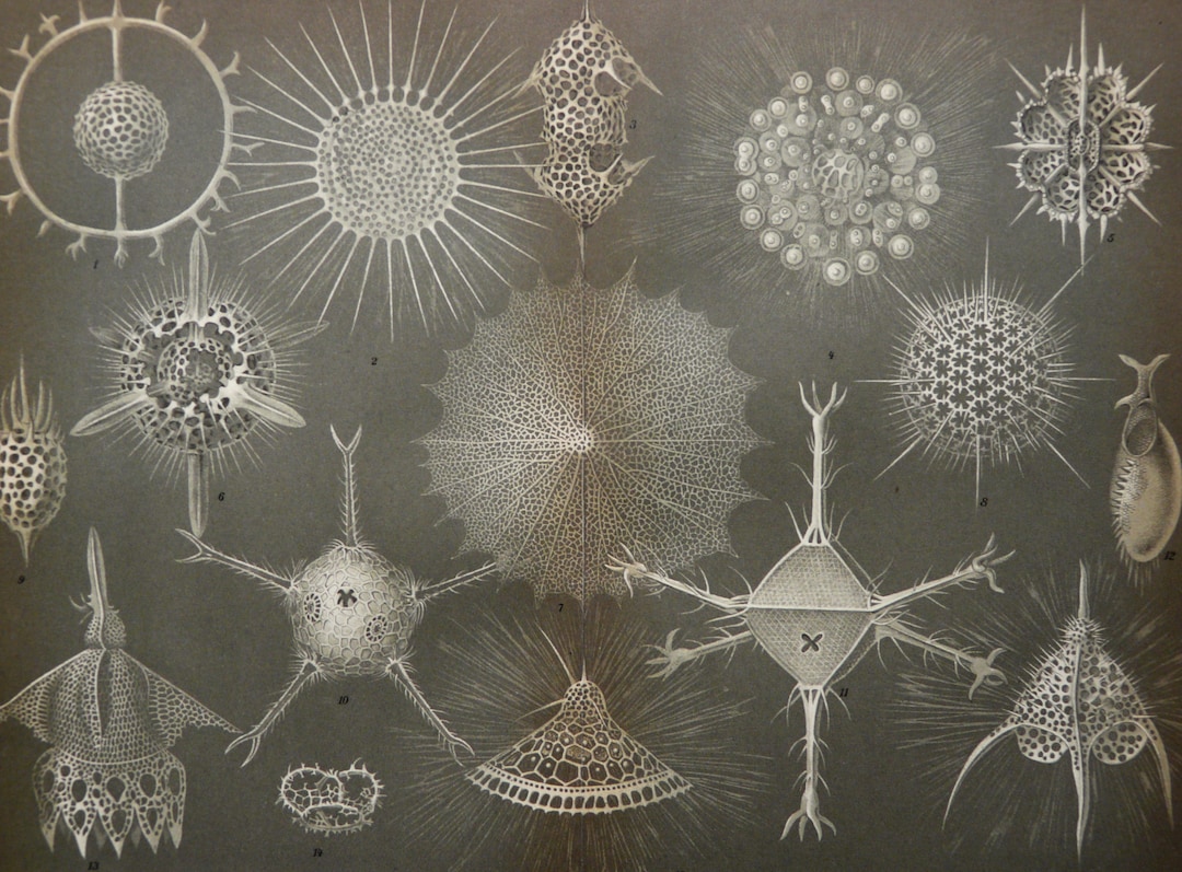 1895 Antique Print of SEA LIFE, PLANKTON. Microscopic Animals ...