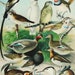 1897 Antique Lithograph of BIRDS, Different Species. Birds in Wedding ...