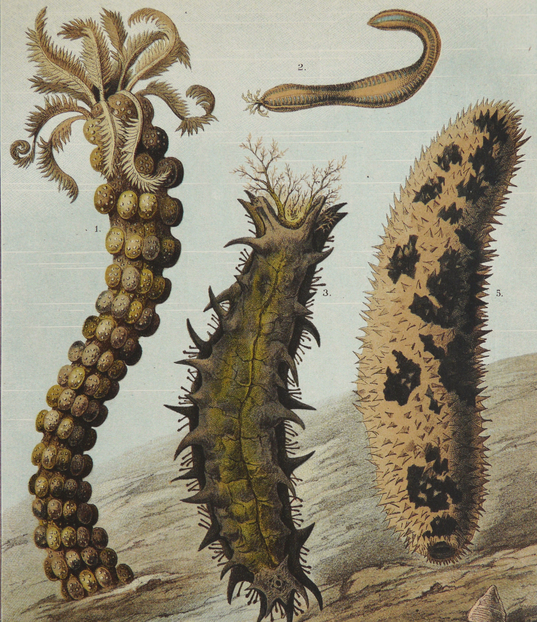 1889 Antique Rare Lithograph of SEA LIFE. Sea Cucumbers - Etsy