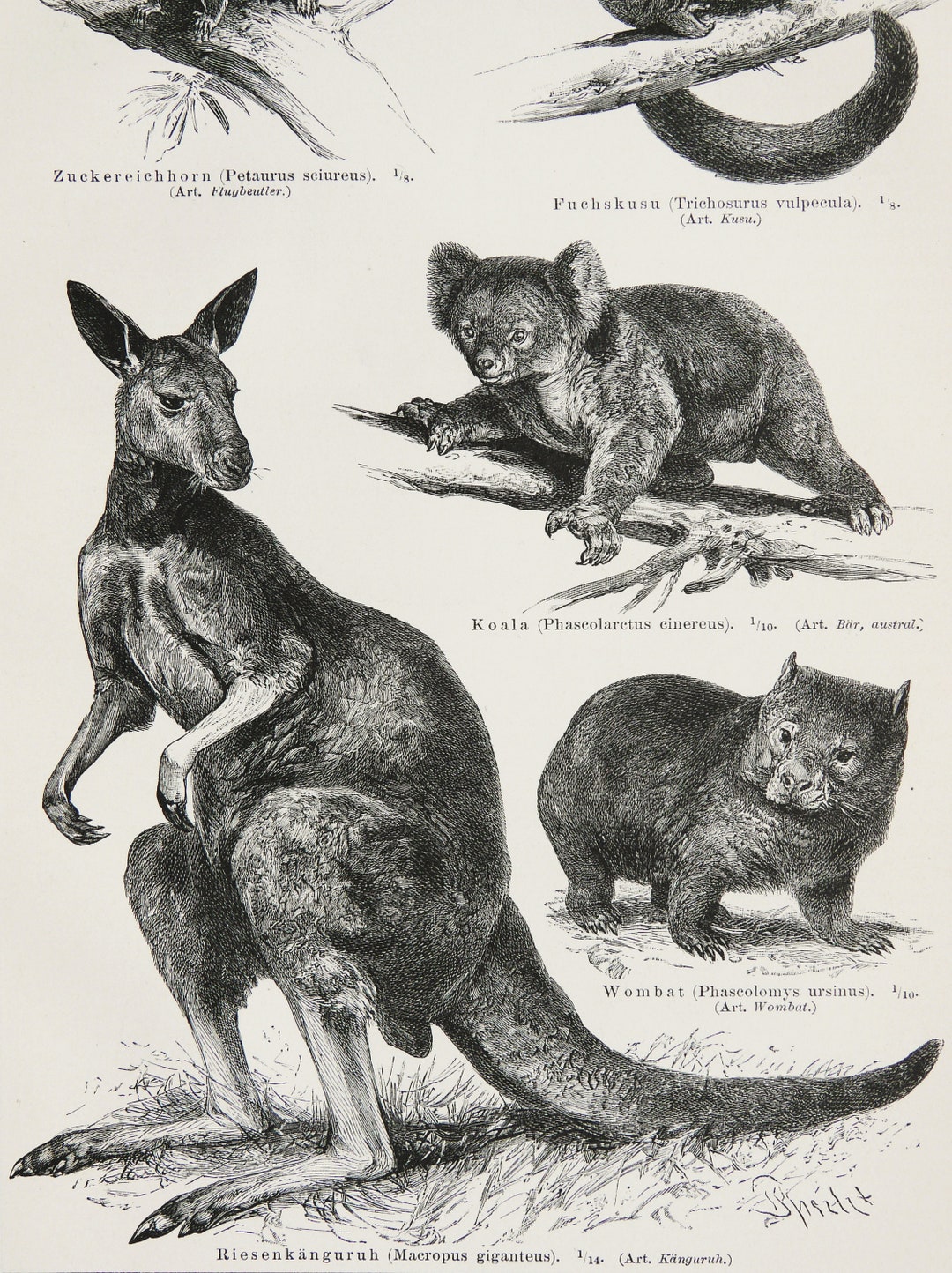 1897 Antique Print of AUSTRALIAN ANIMALS. MARSUPIALS. Australia. Fauna ...