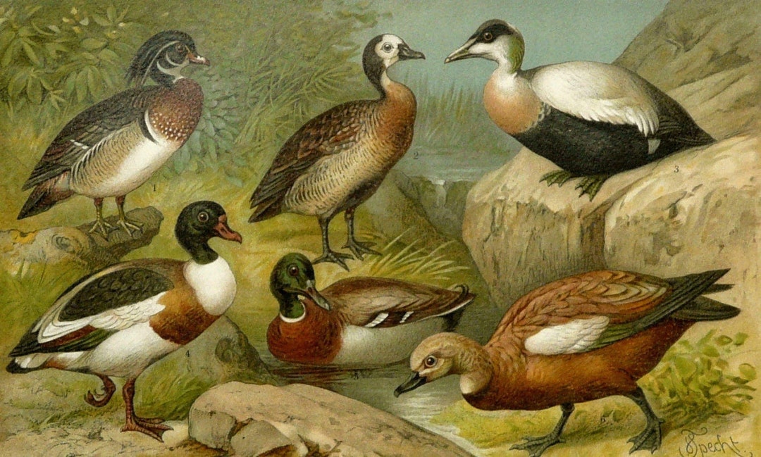 1897 Antique Lithograph of DUCKS Different Species. Hunting. - Etsy