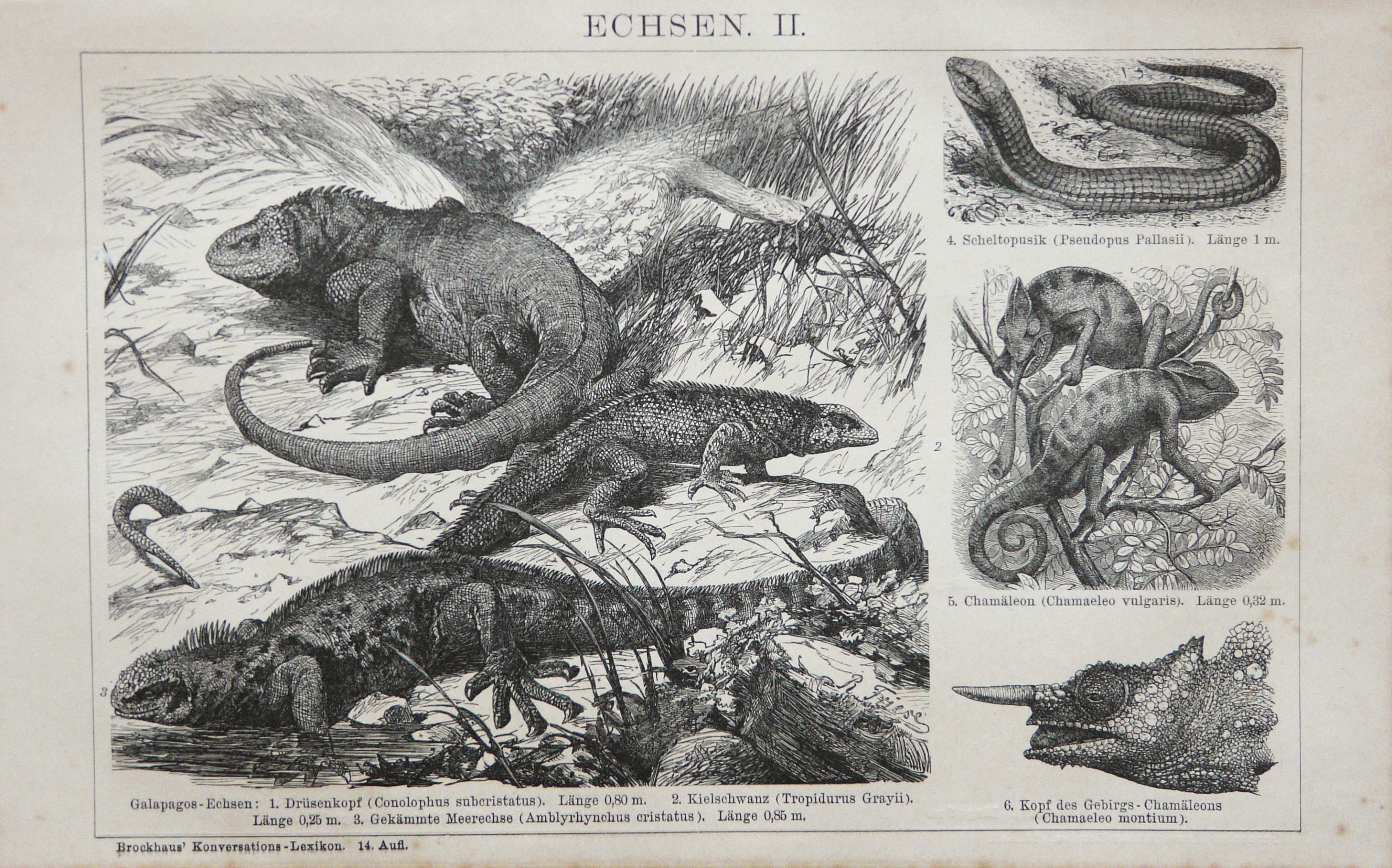 1895 Antique Print of LIZARDS, Different Species. Iguana. Chameleon ...