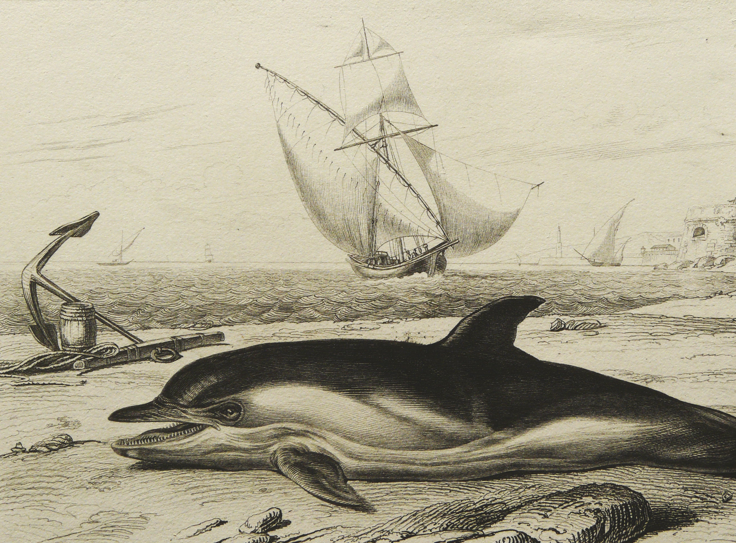 1849 Antique Lithograph of a DOLPHIN. Marine Mammals. Sea Life. 177 ...