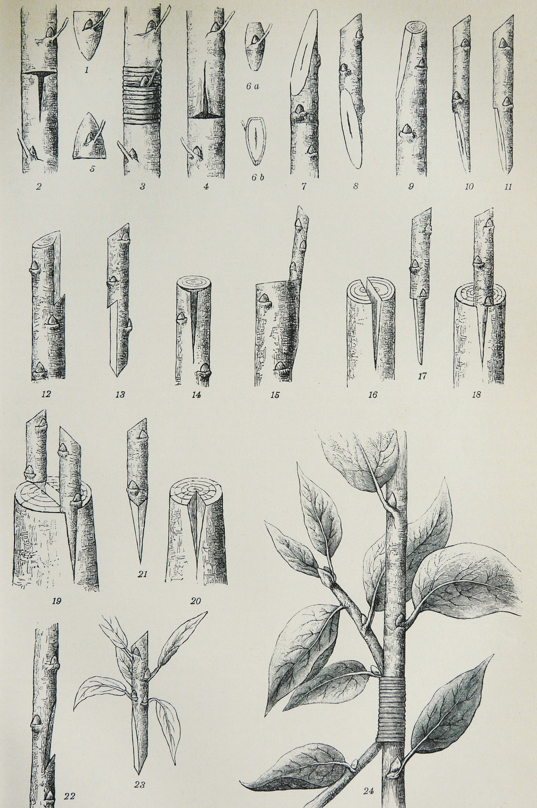 1895 Antique Print of HORTICULTURE, GRAFTING. GARDENING. Graftage ...