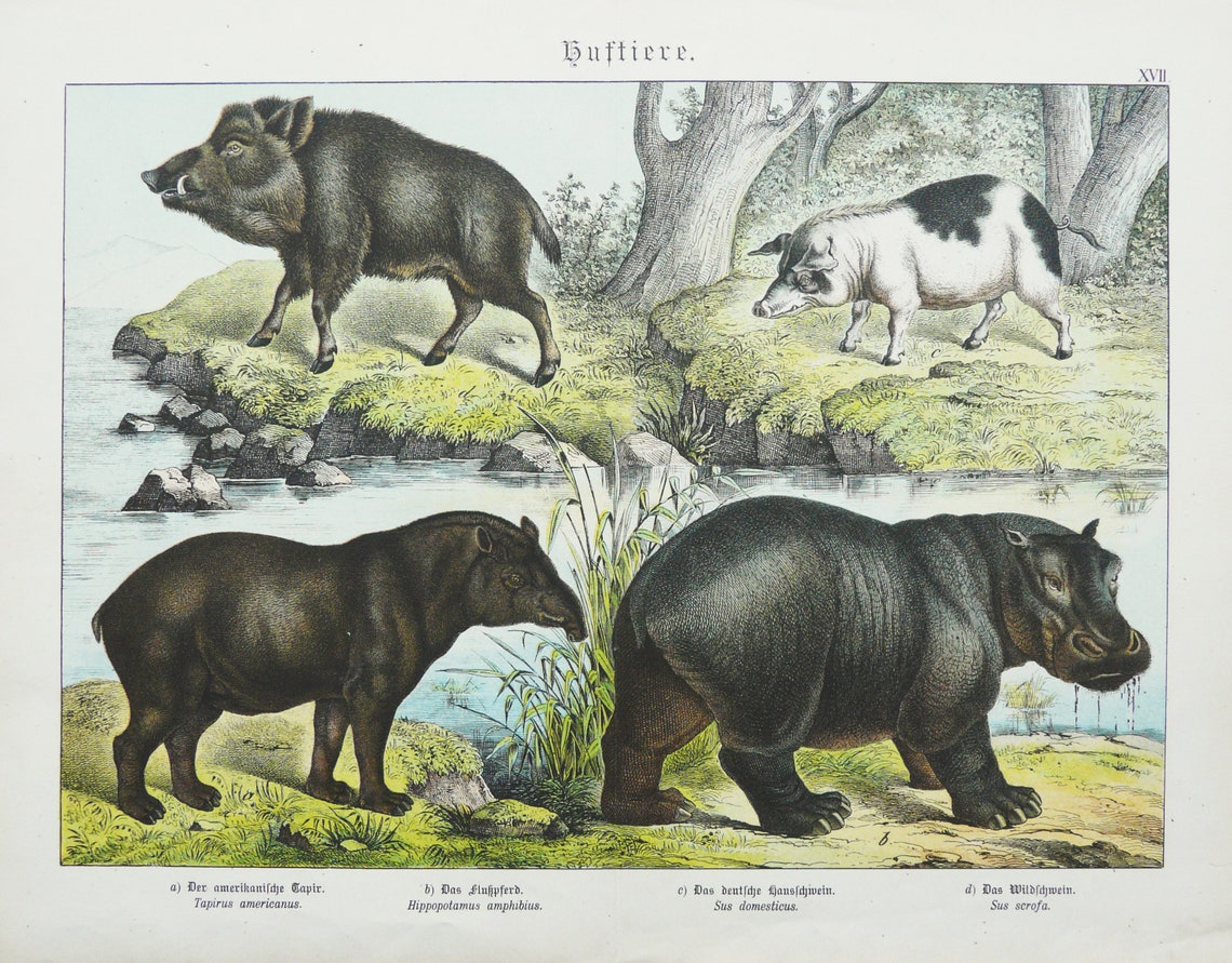 1880 Antique Lithograph of FAUNA, Different Species of Animals ...
