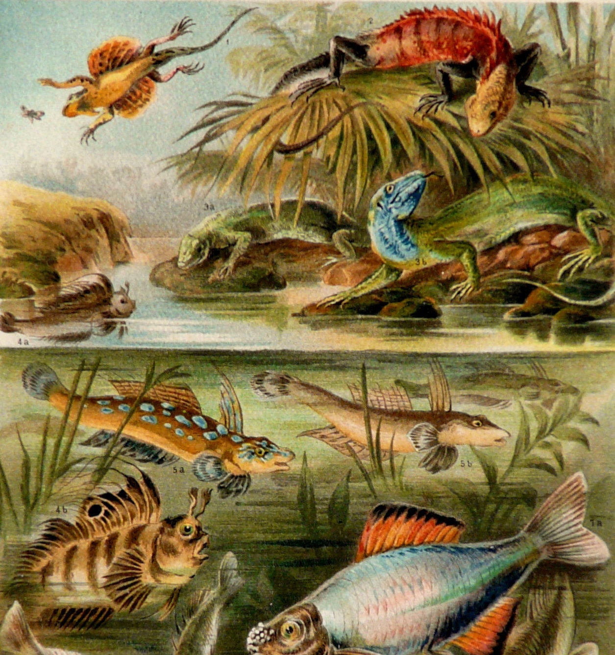1897 Antique Lithograph of FRESHWATER FISHES and AMPHIBIANS. Fish ...