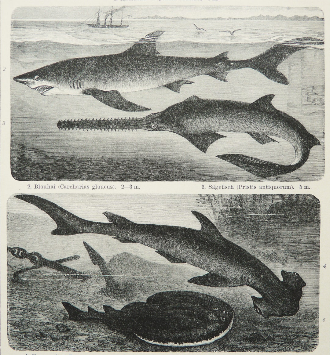 1895 Antique Print of SEA LIFE: SHARKS, Different Species. Hammerhead ...
