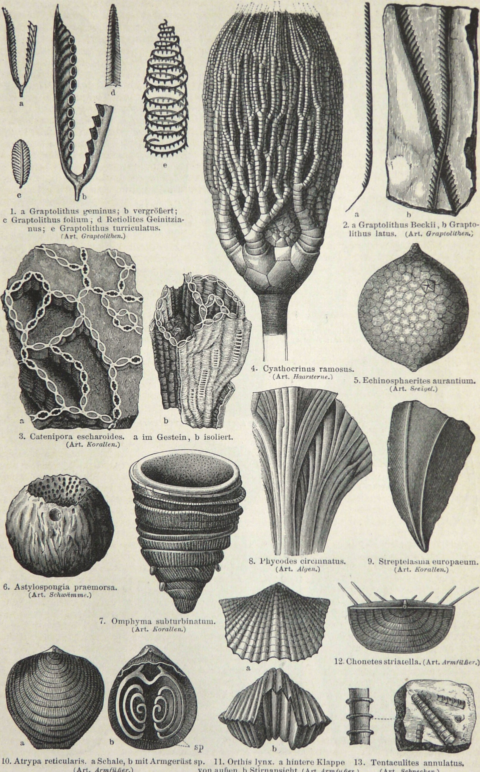 1897 Antique Print of FOSSILS. Extinct Marine Animals. Trilobites ...
