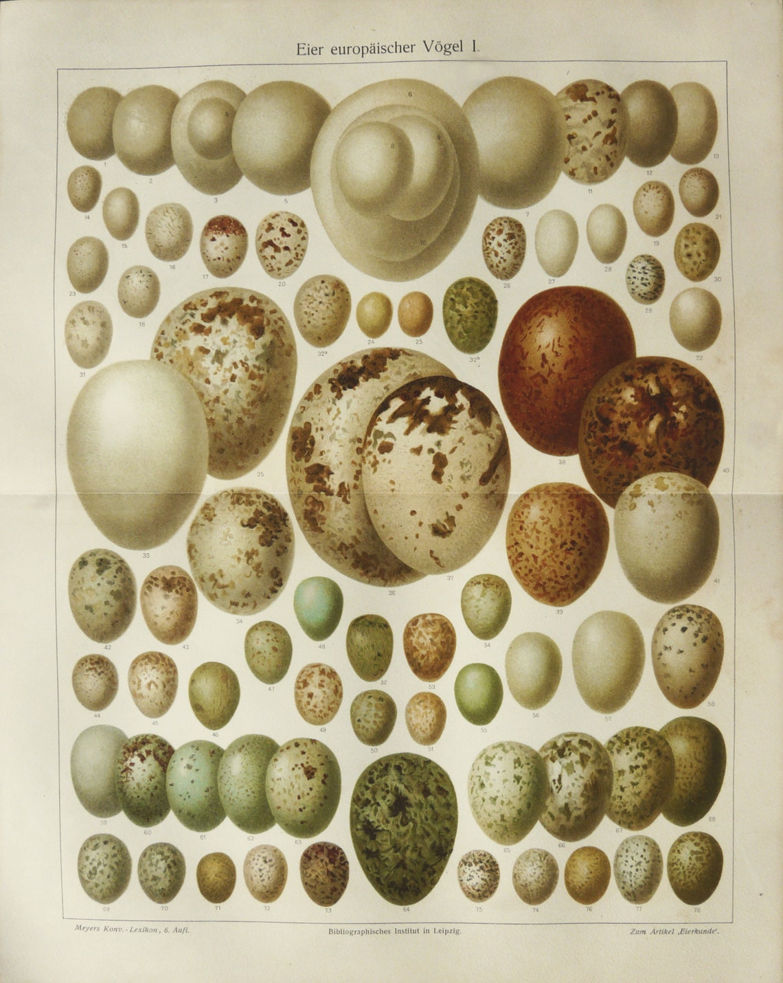 1897 Antique Lithograph of BIRD EGGS Different Types. - Etsy