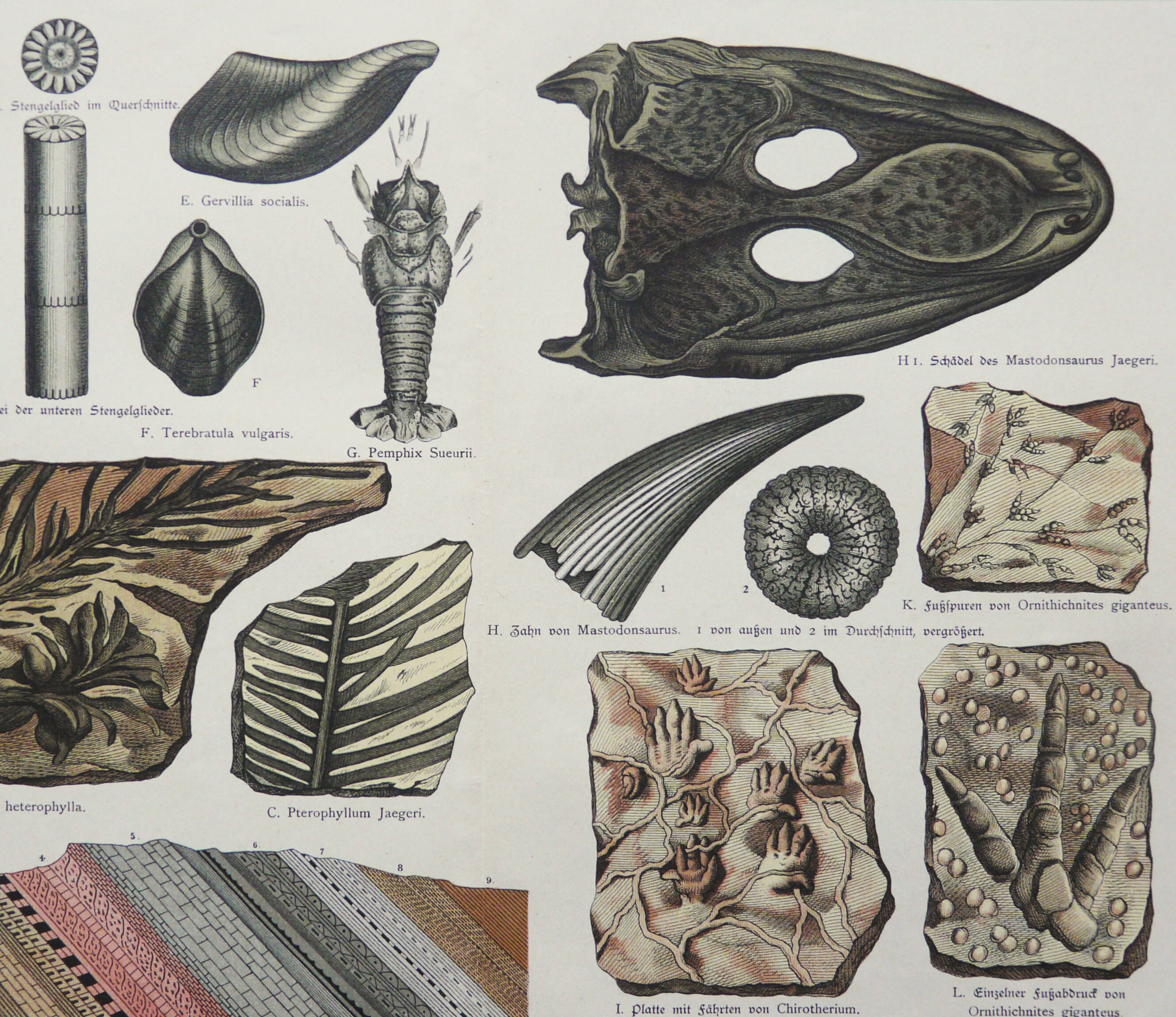 1880 Antique Lithograph of FOSSILS, PALEONTOLOGY. PALEOBOTANY. Extinct ...