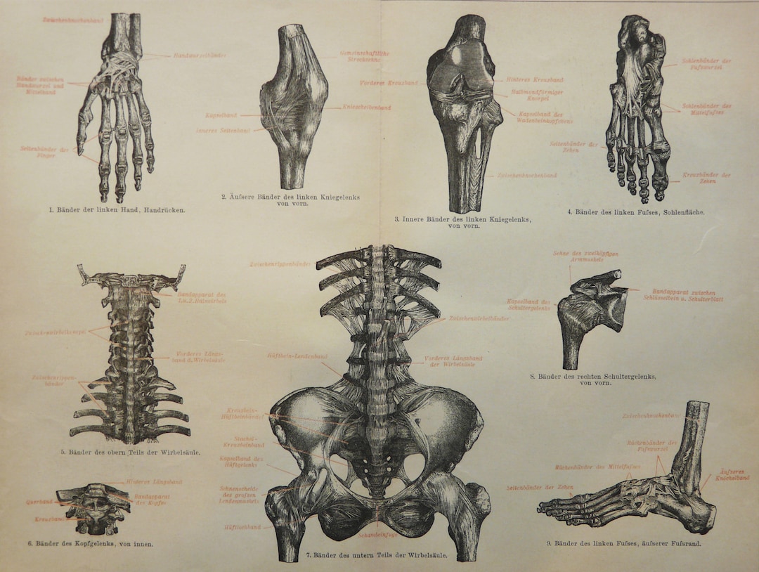 1895 Antique Print of HUMAN SKELETON. Human Anatomy. Human Bones. Feet ...