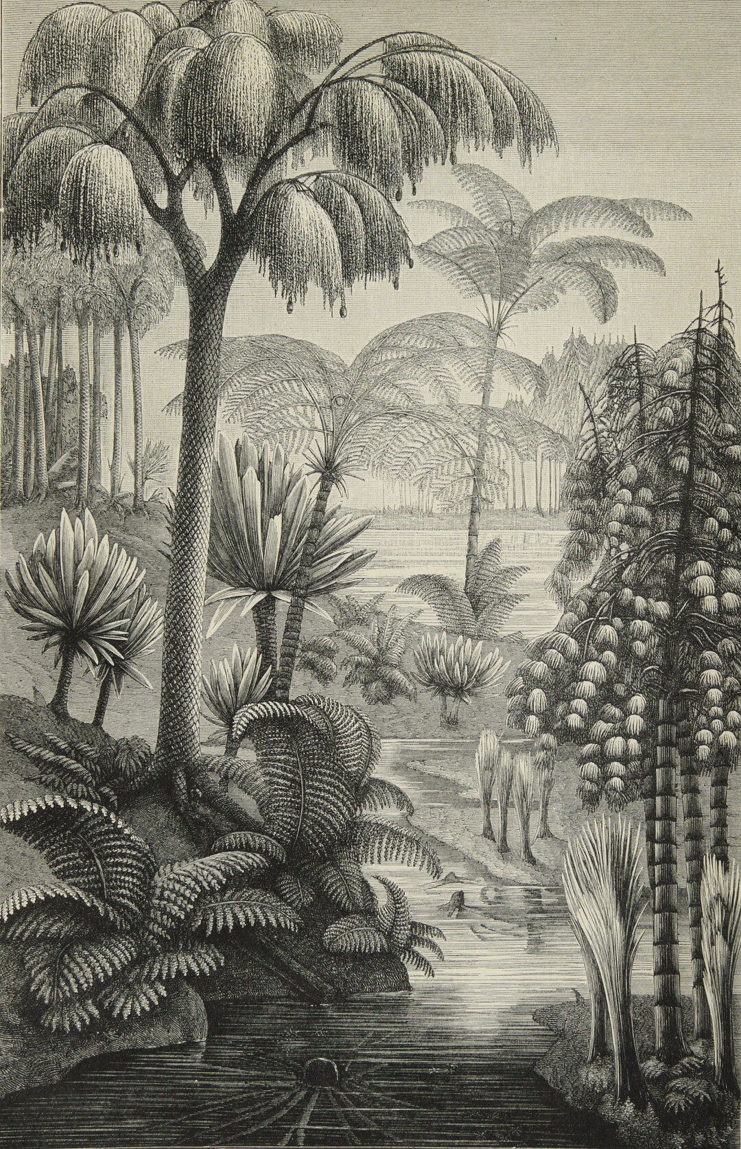 1897 Antique Print of PALEOBOTANY. Giant Ferns. Jurassic Era Plants and ...