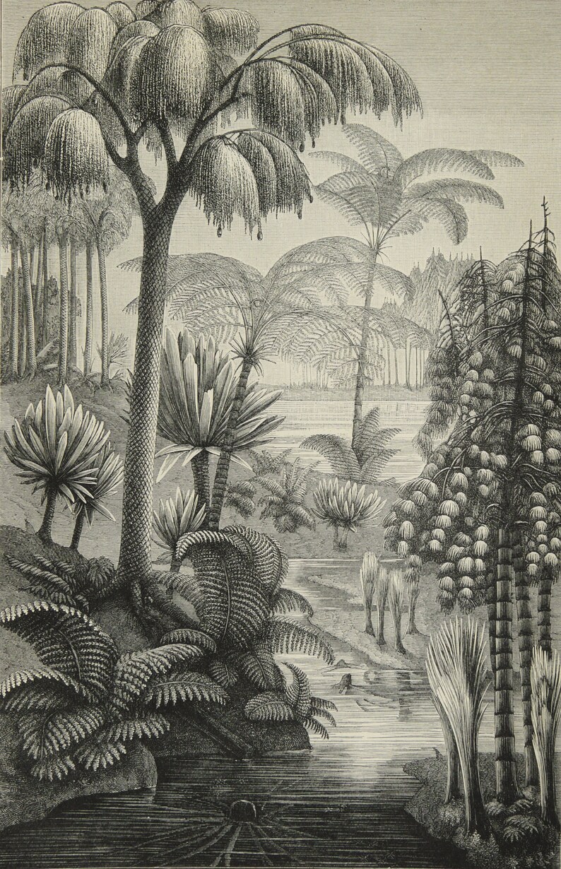 1897 Antique Print of PALEOBOTANY. Giant Ferns. Jurassic Era Plants and ...