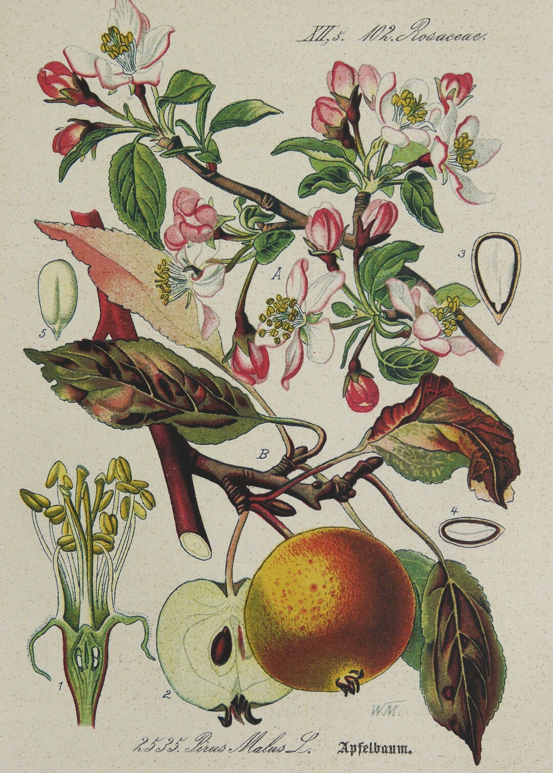 1885 Antique Botanical Print of an APPLE TREE, Fruits, Leaves and ...