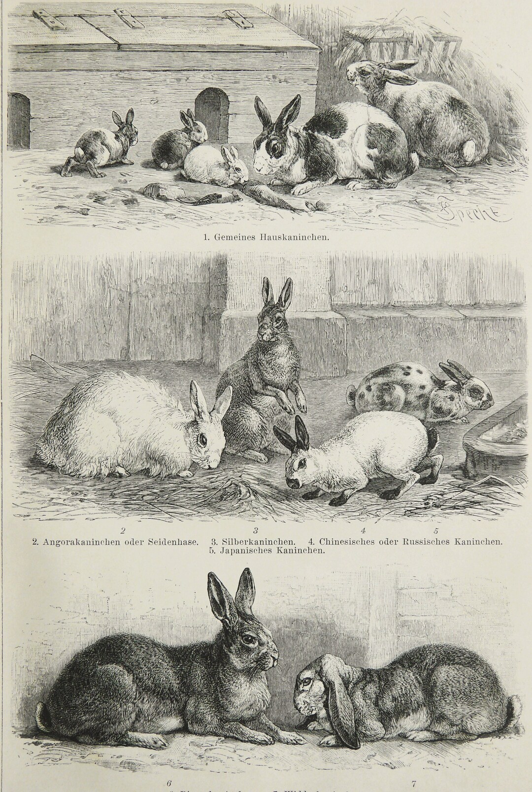 1895 Antique Print of RABBITS, Different Species. BUNNY RABBITS ...