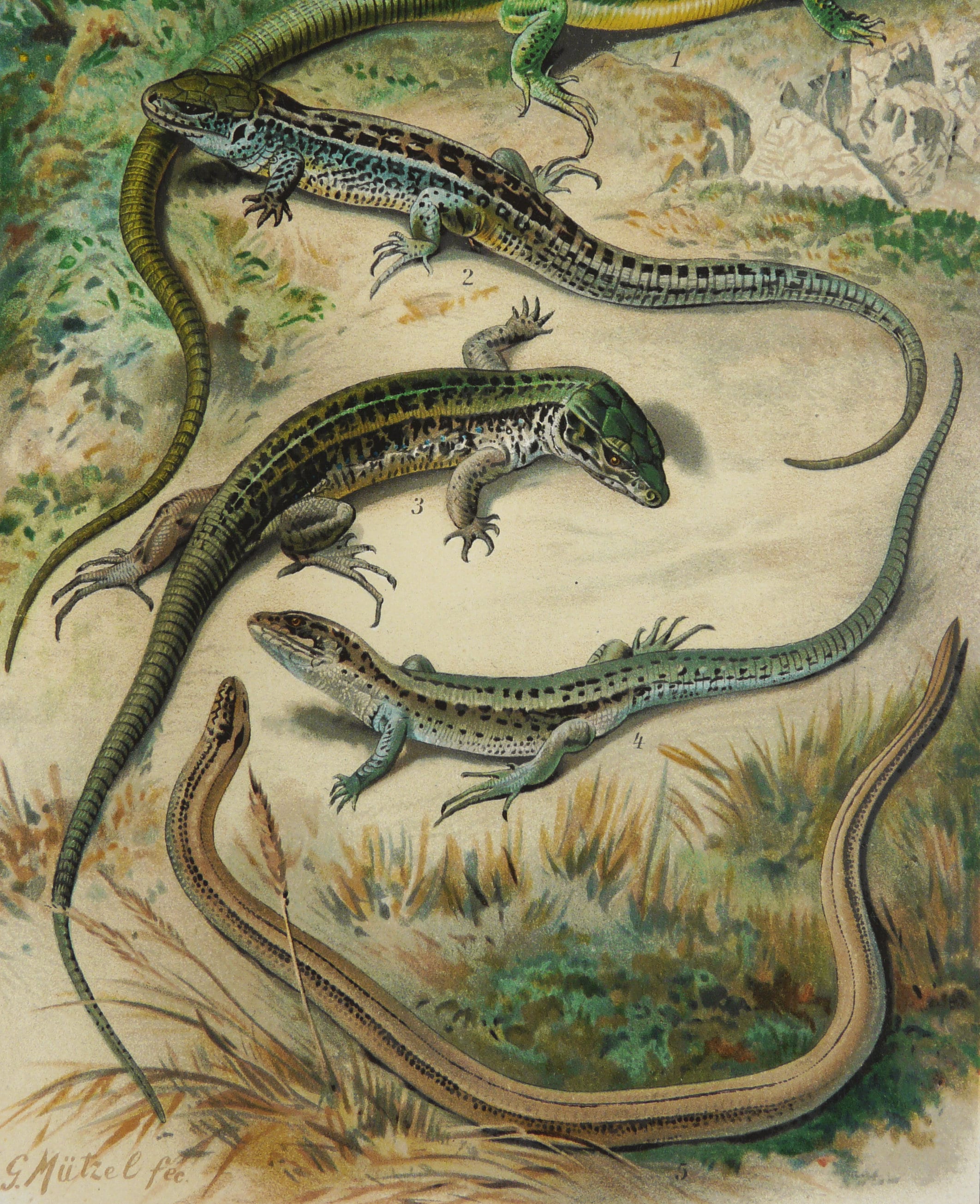 1895 Antique Lithograph of LIZARDS, Different Species. Lizard. Reptiles ...